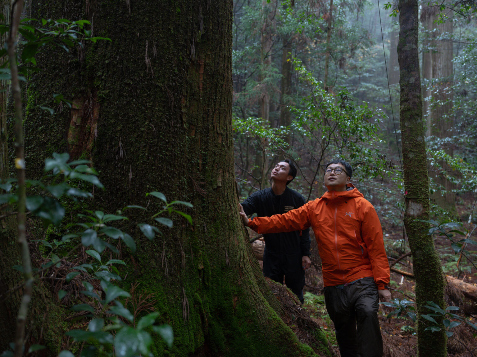 高知県馬路村からはじまる「魚梁瀬杉」プロジェクト - KIDZUKI